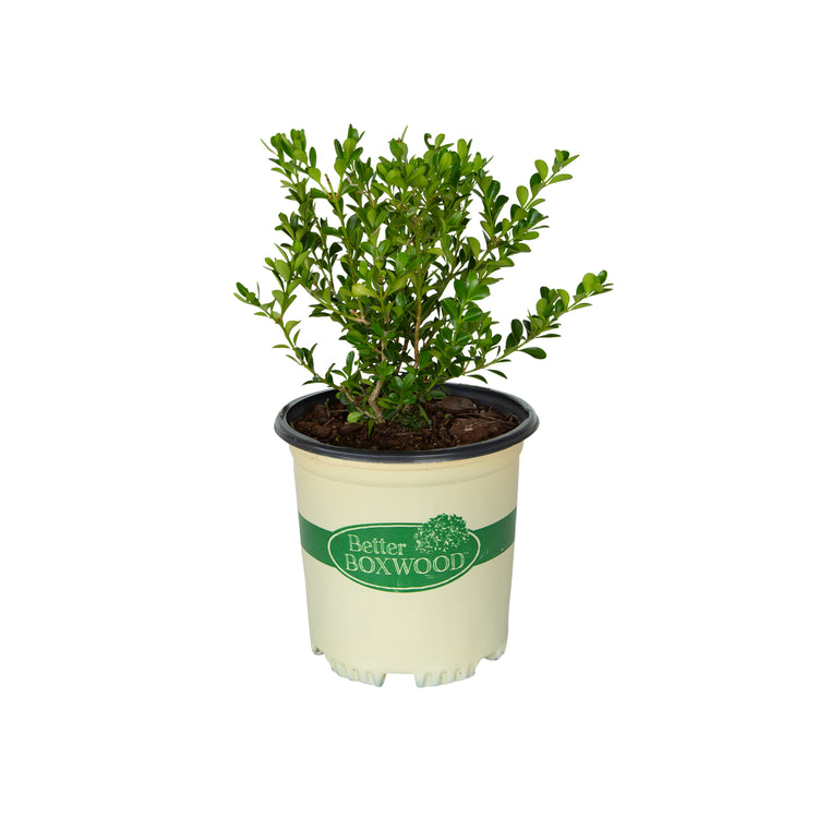 Renaissance Dwarf Boxwood for Borders & Containers | Better Boxwood