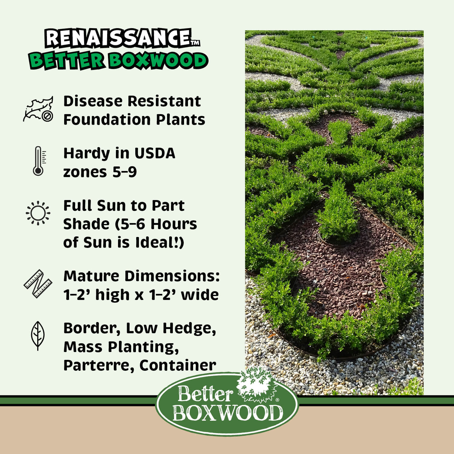 Renaissance Dwarf Boxwood for Borders & Containers | Better Boxwood