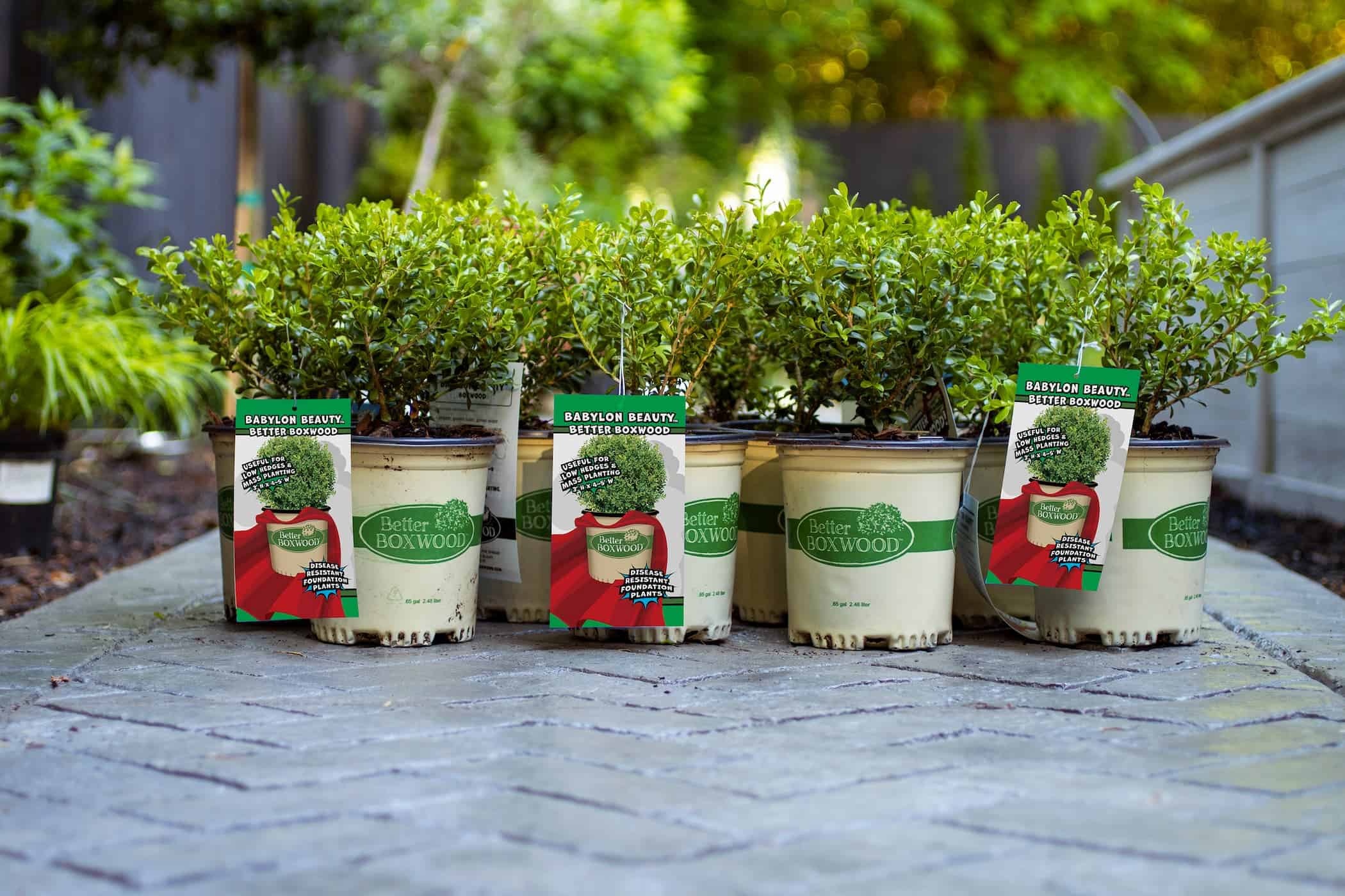 Babylon Beauty™ | Better Boxwood