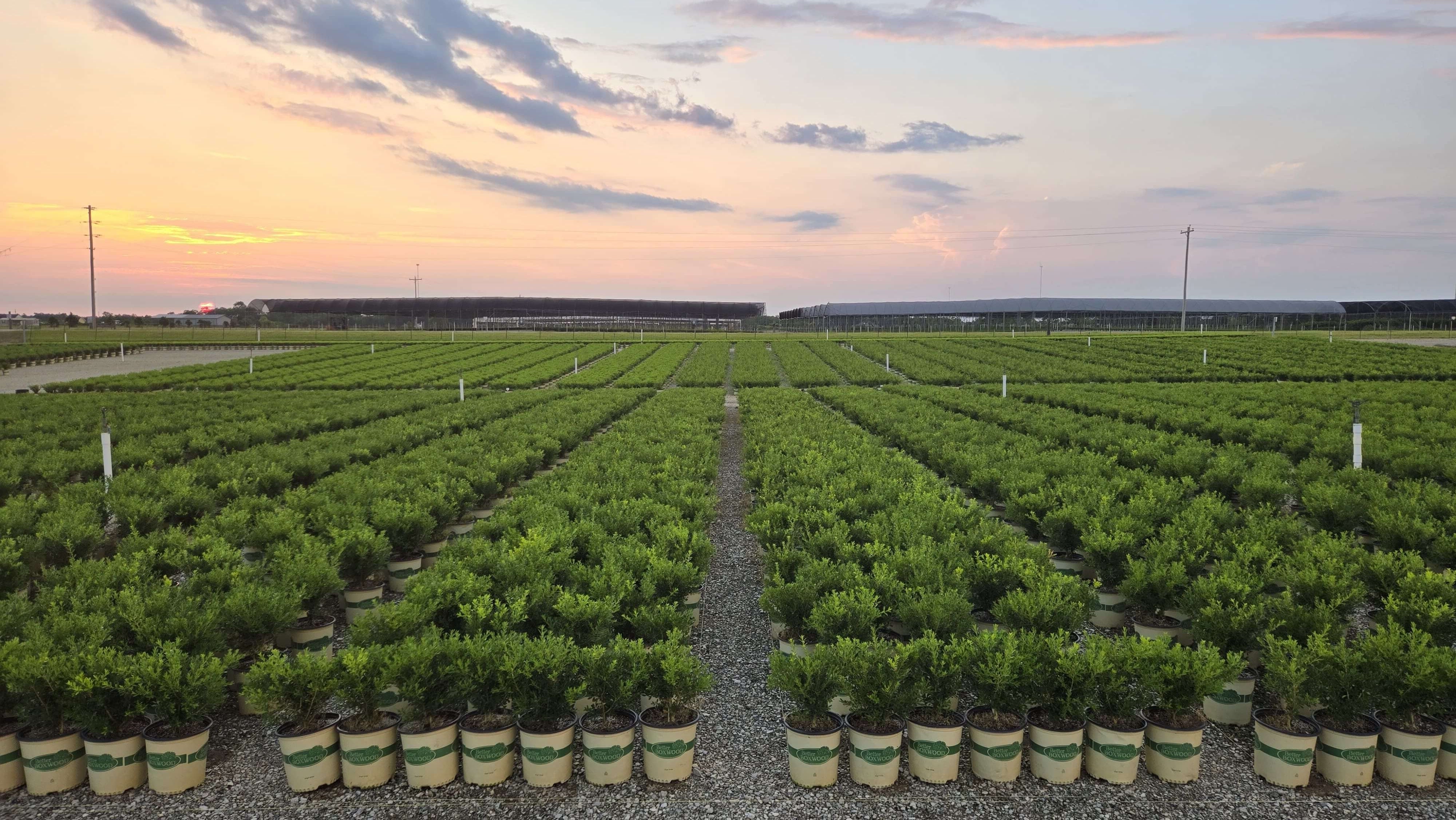 Better Boxwood | Disease and Deer Resistant Foundation Plants