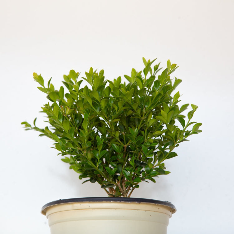 Heritage Boxwood – Upright Evergreen Shrub for Hedges | Better Boxwood