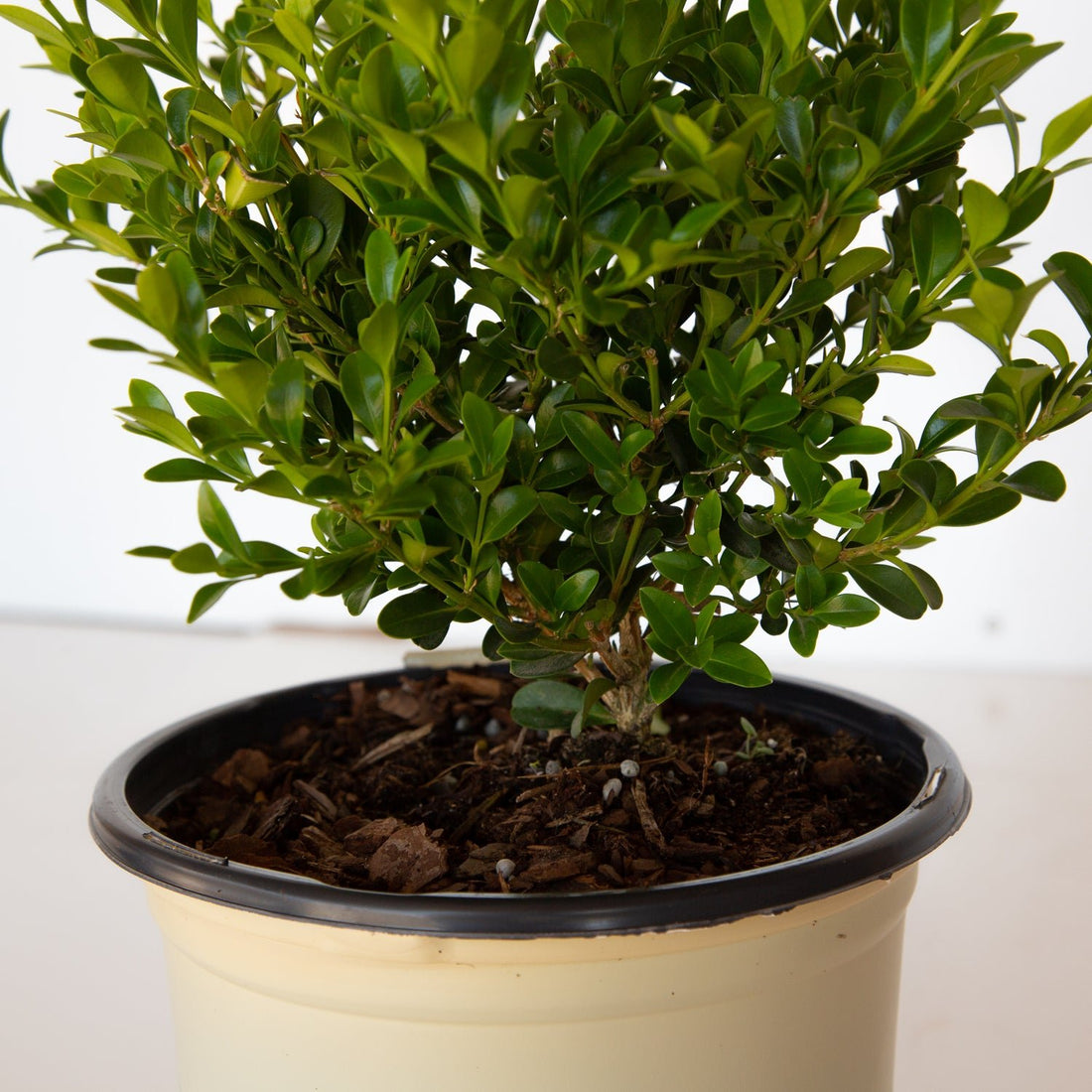 Heritage Boxwood – Upright Evergreen Shrub for Hedges | Better Boxwood