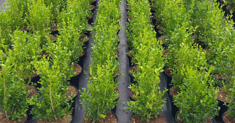 Renaissance Dwarf Boxwood for Borders & Containers | Better Boxwood